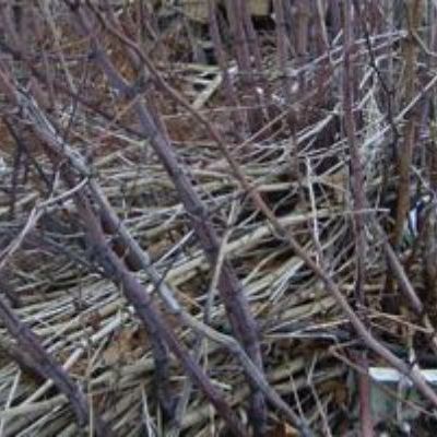 What is Japanese Knotweed?