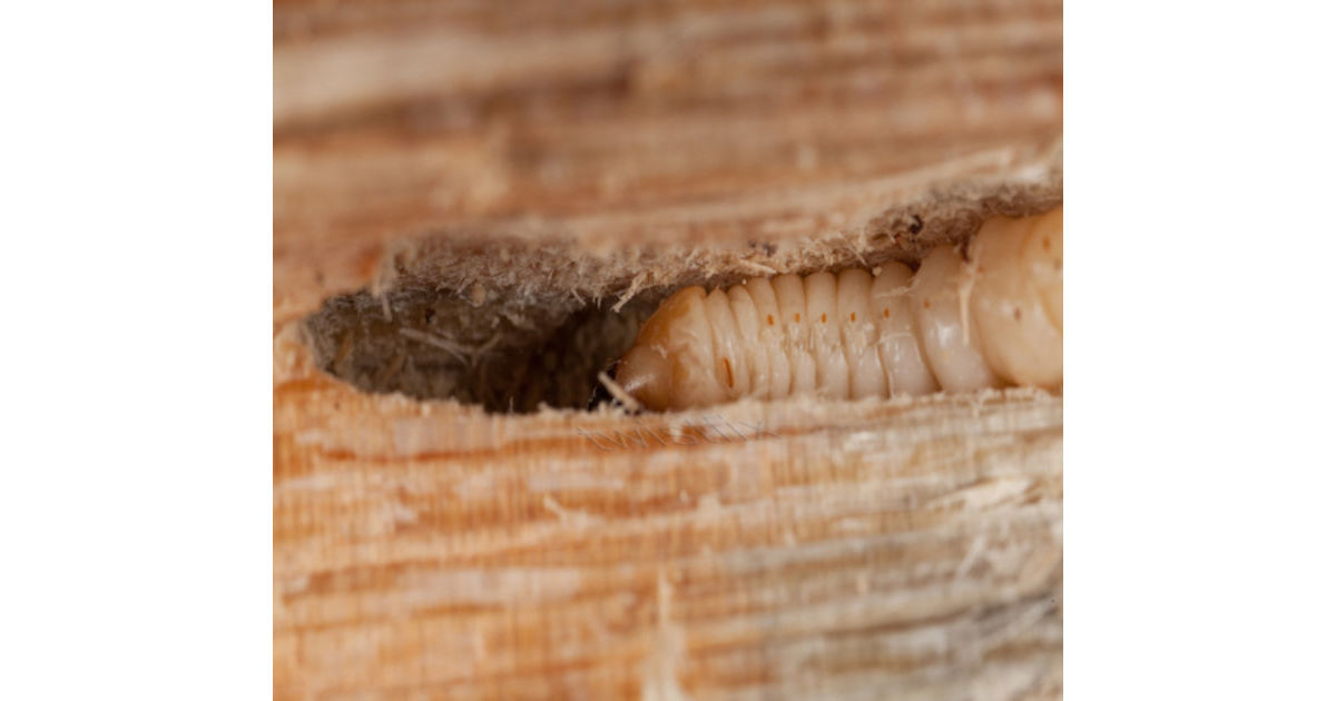 Woodworm Infestation | Twistfix